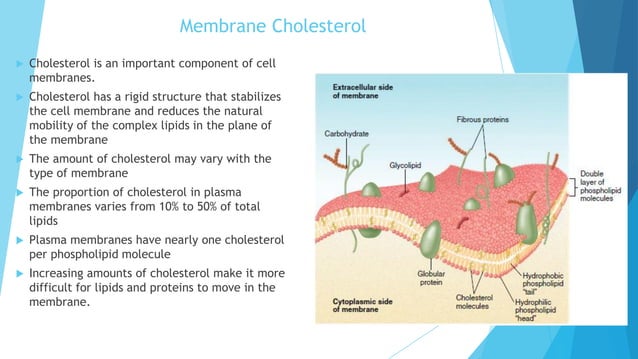 HMP01 02Membrane structure of excitable cell (1).pdf
