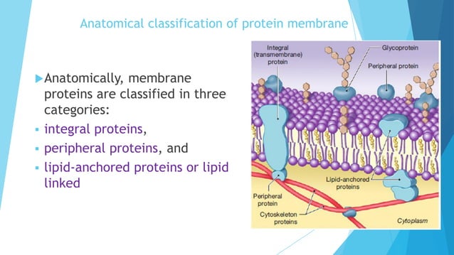 HMP01 02Membrane structure of excitable cell (1).pdf