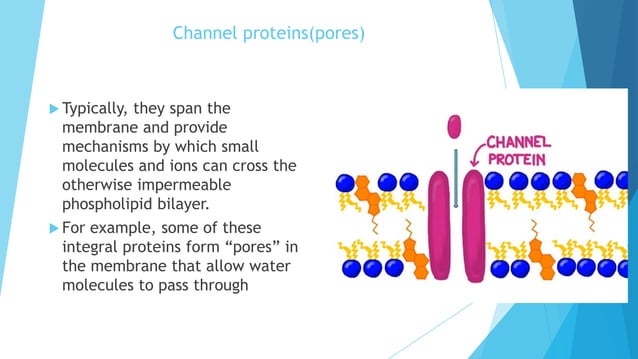 HMP01 02Membrane structure of excitable cell (1).pdf