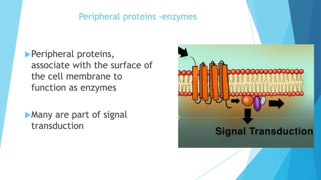 HMP01 02Membrane structure of excitable cell (1).pdf