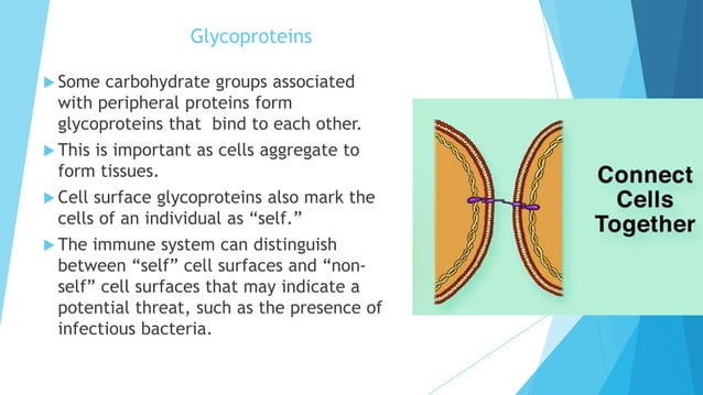 HMP01 02Membrane structure of excitable cell (1).pdf