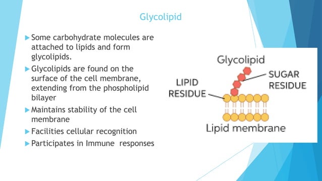 HMP01 02Membrane structure of excitable cell (1).pdf