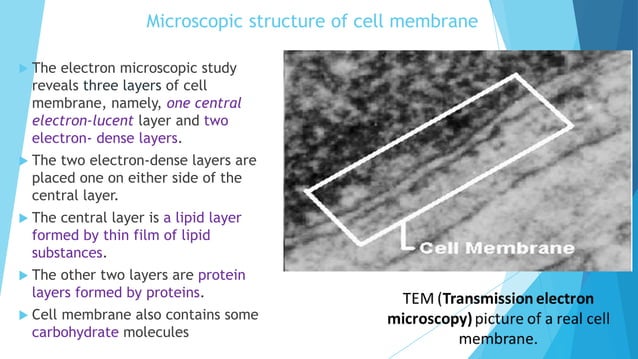HMP01 02Membrane structure of excitable cell (1).pdf