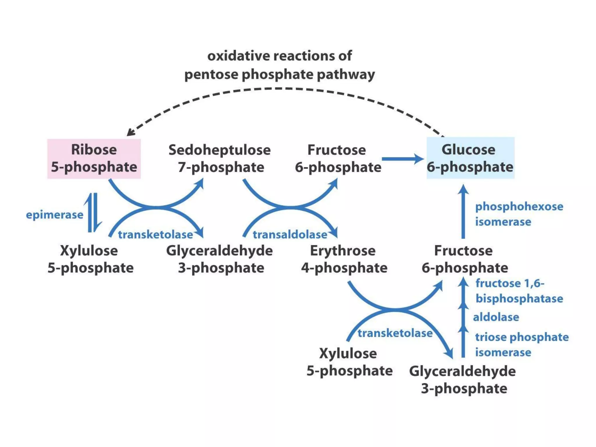 Hexose Monophosphate Shunt Pathway - HMP Pathway | PPT