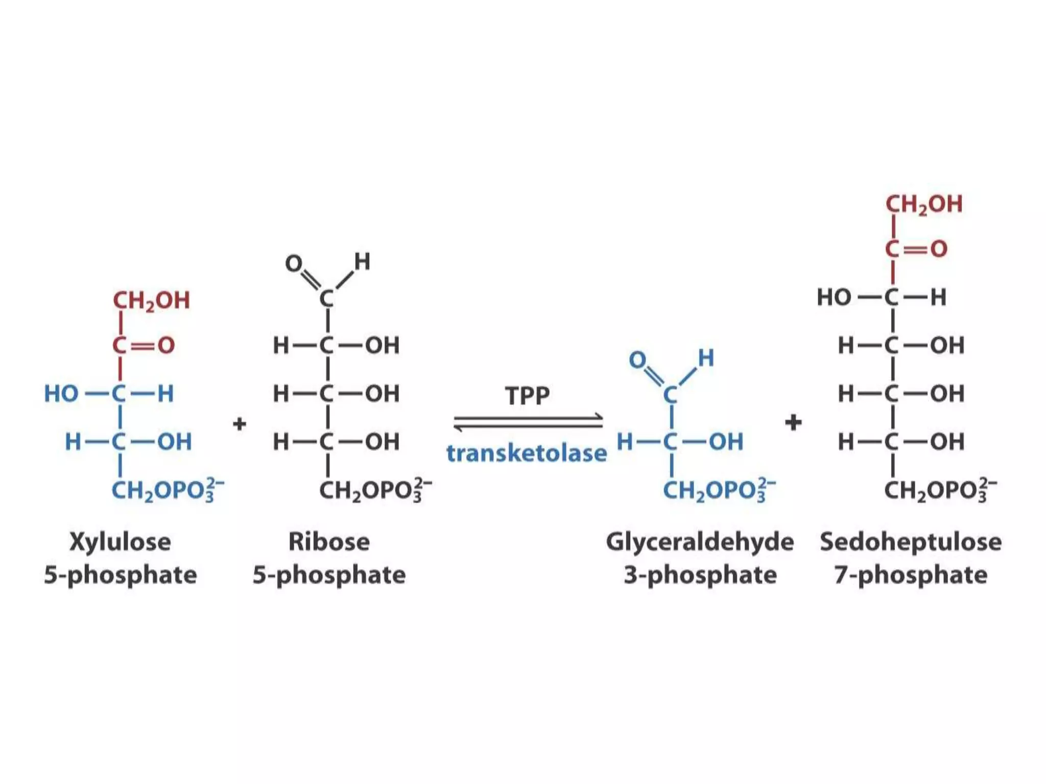 Hexose Monophosphate Shunt Pathway - HMP Pathway | PPT
