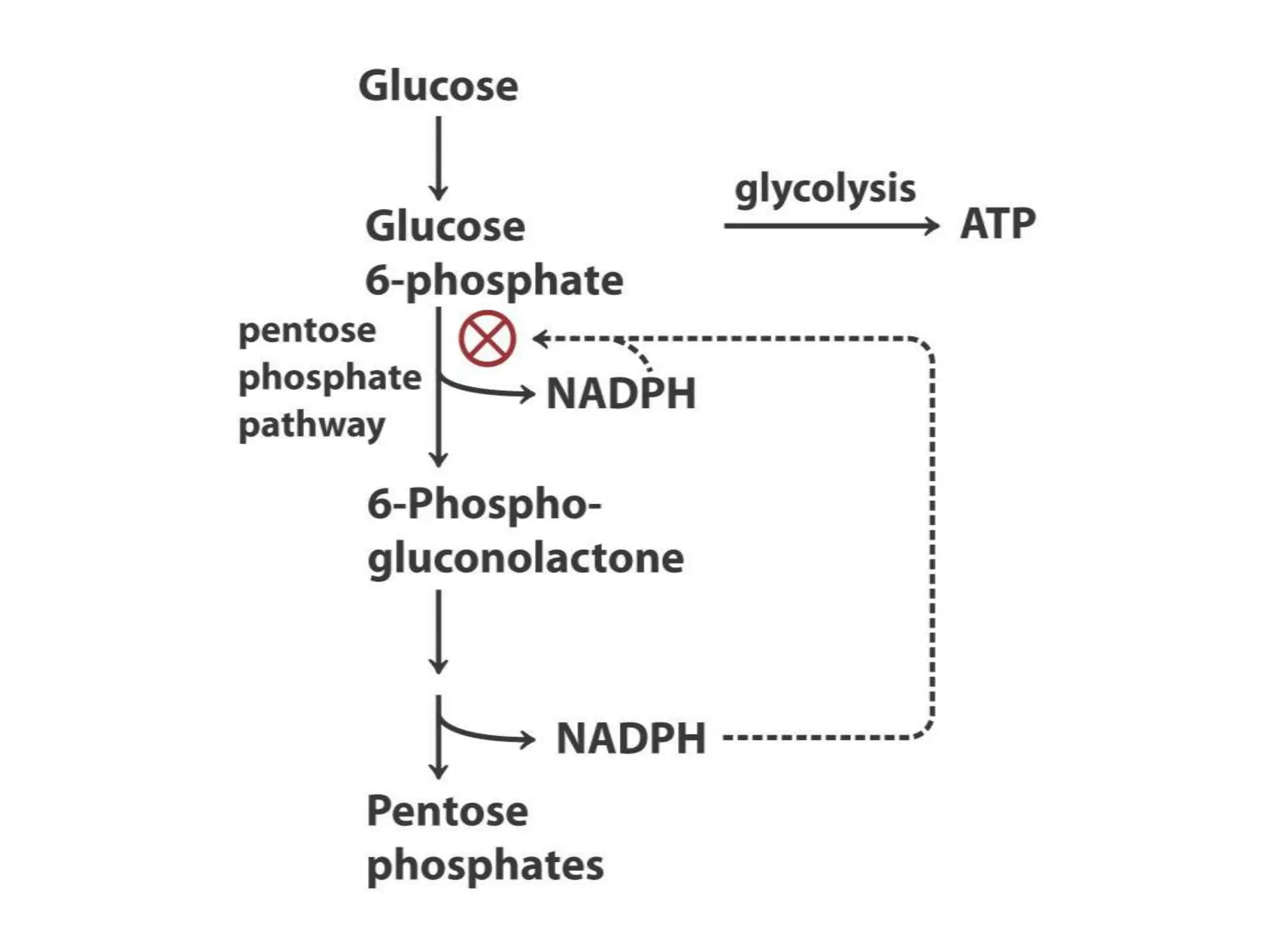 Hexose Monophosphate Shunt Pathway - HMP Pathway | PPT