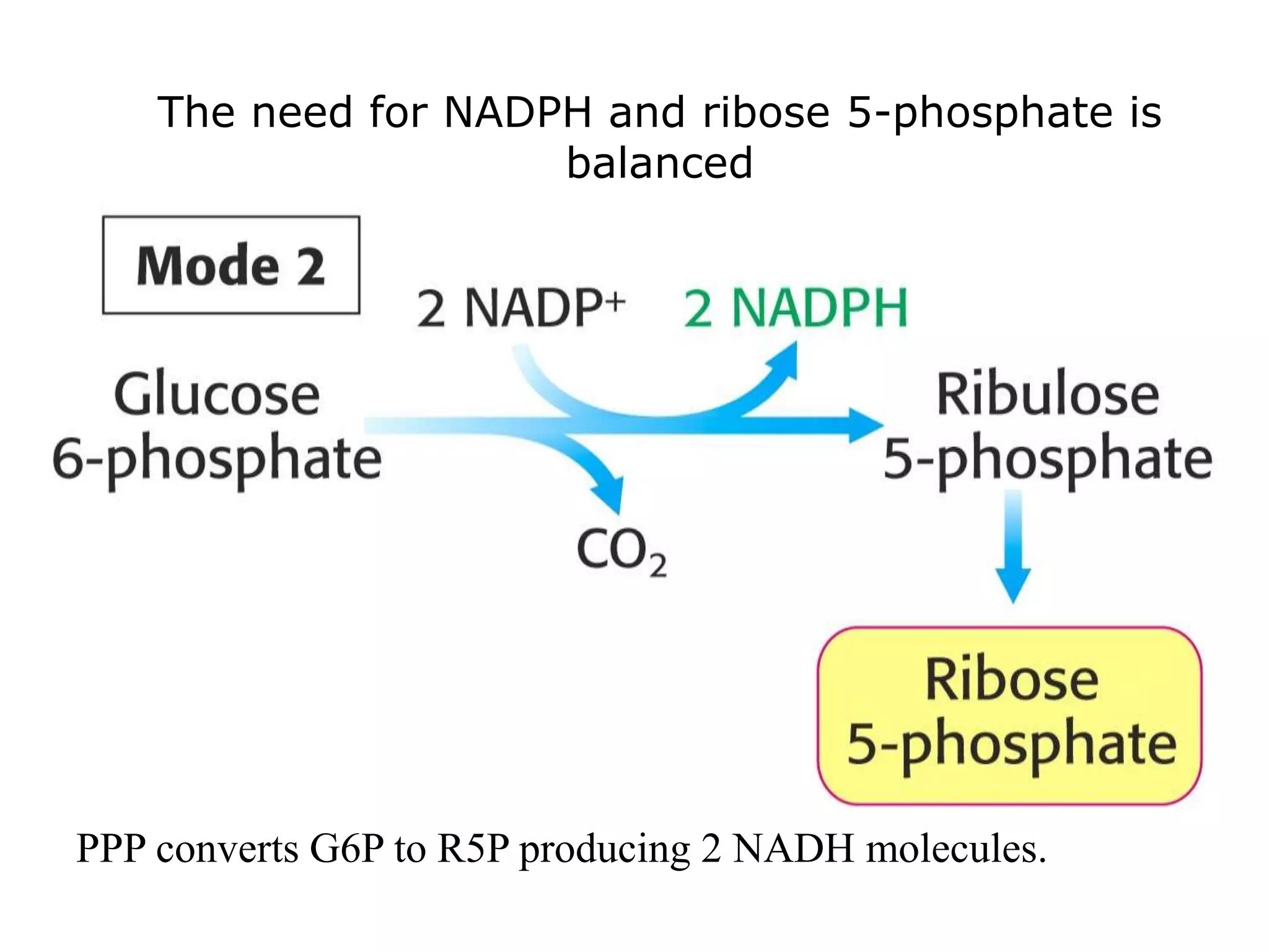 Hexose Monophosphate Shunt Pathway - HMP Pathway | PPT