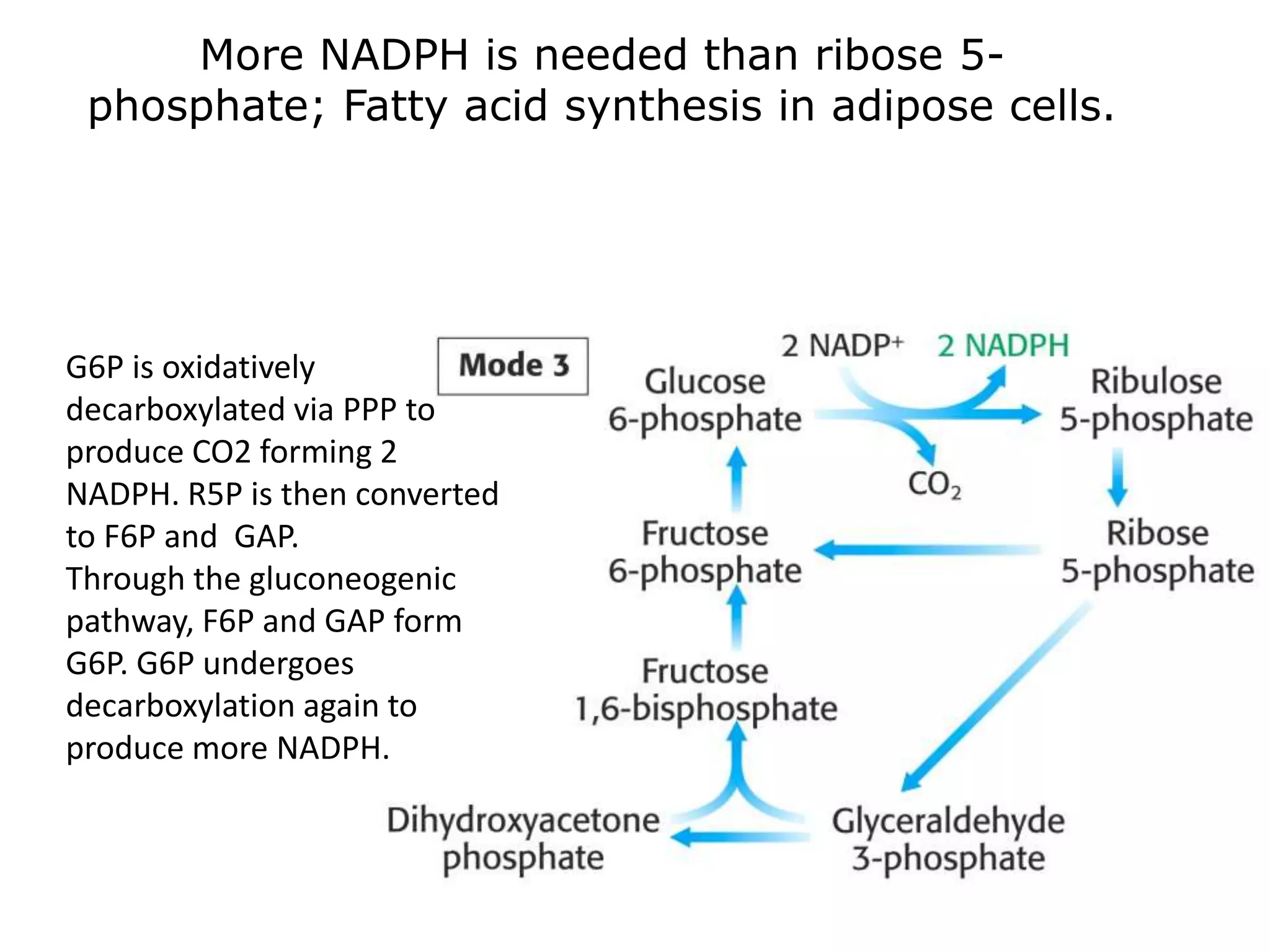 Hexose Monophosphate Shunt Pathway - HMP Pathway | PPT