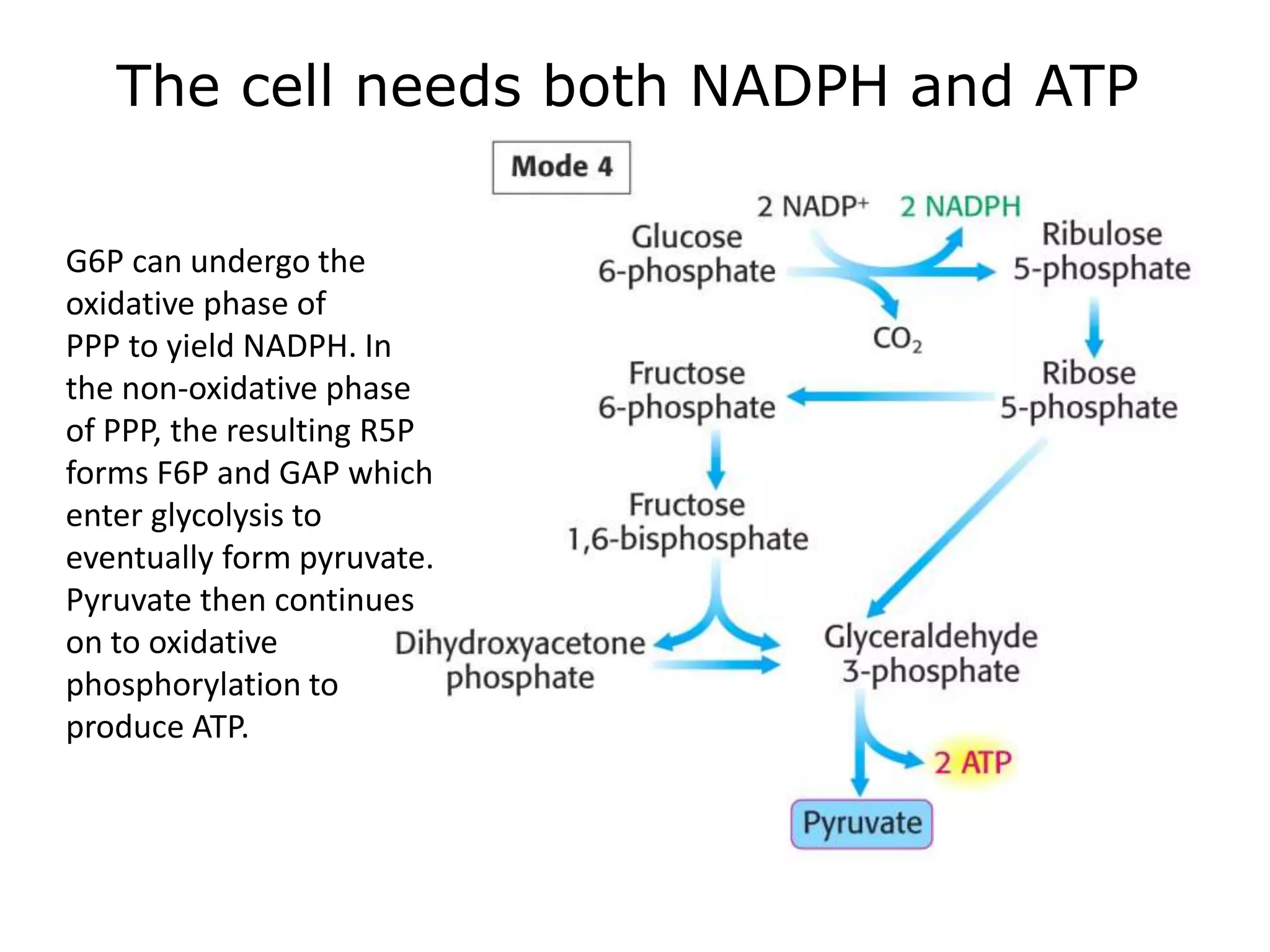 Hexose Monophosphate Shunt Pathway - HMP Pathway | PPT