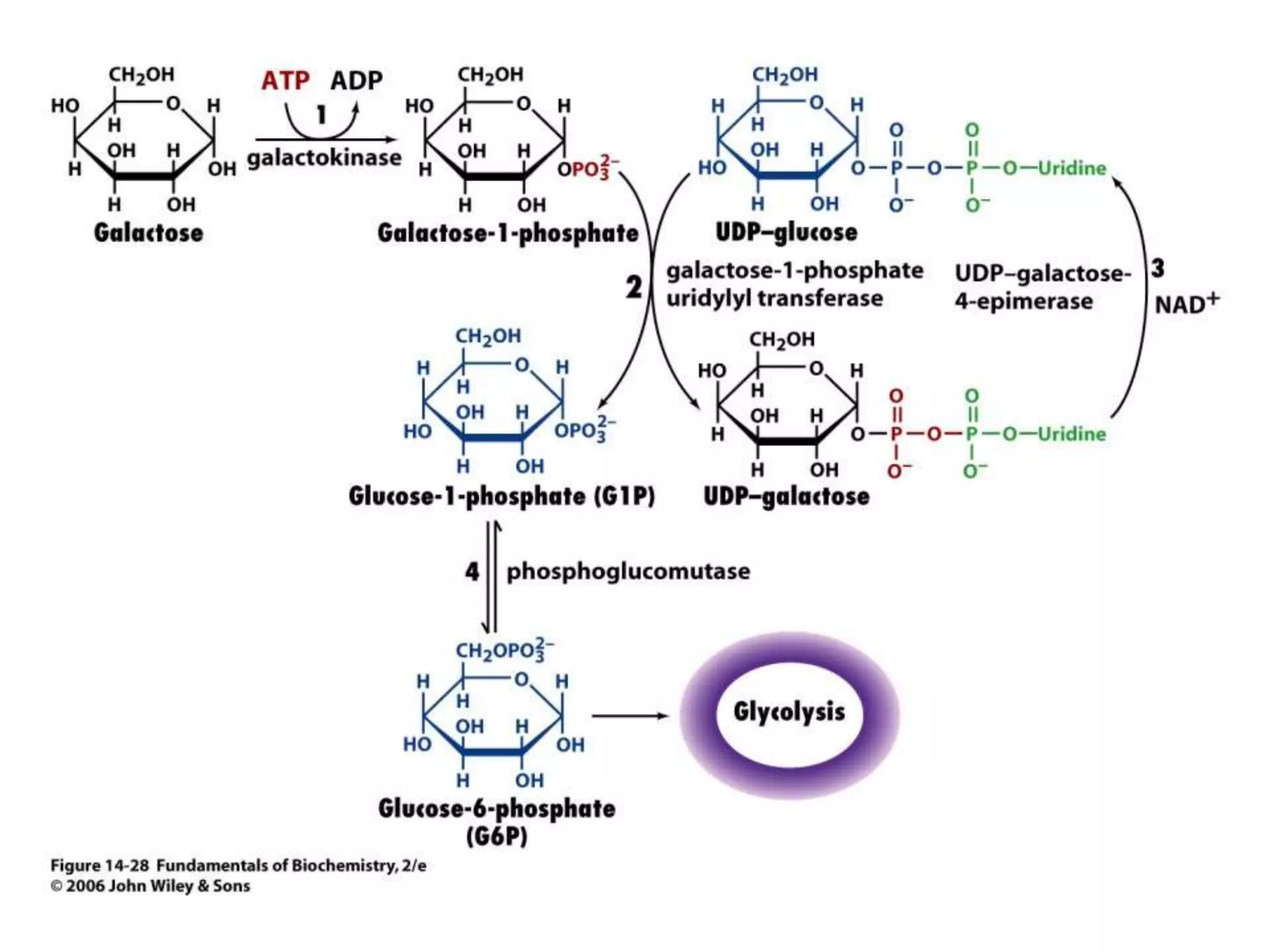 Hexose Monophosphate Shunt Pathway - HMP Pathway | PPT
