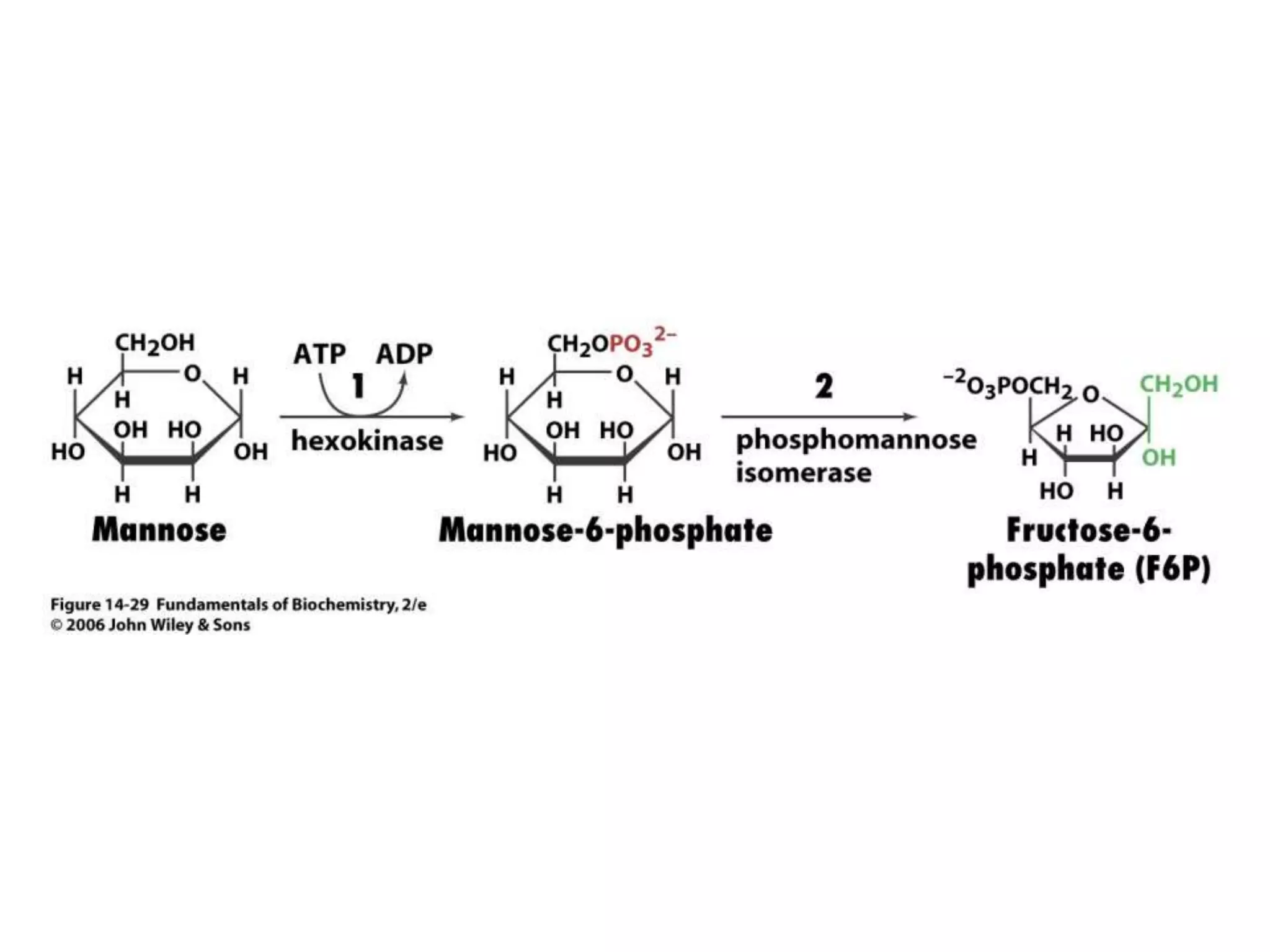 Hexose Monophosphate Shunt Pathway - HMP Pathway | PPT