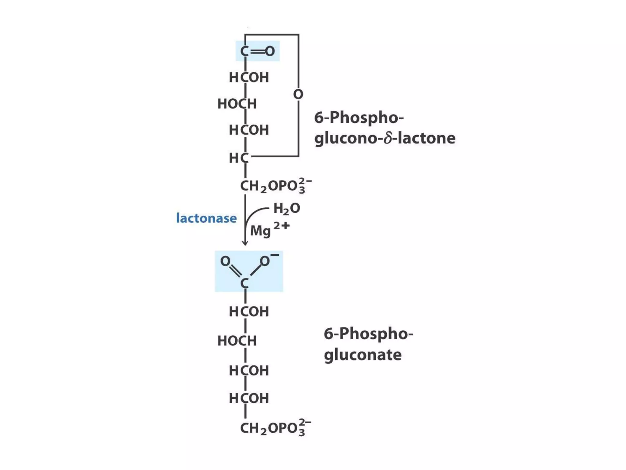 Hexose Monophosphate Shunt Pathway - HMP Pathway | PPT