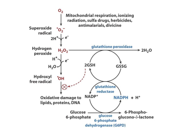 Hexose Monophosphate Shunt Pathway - HMP Pathway | PPT | Endocrine and ...