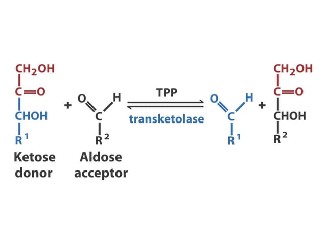 Hexose Monophosphate Shunt Pathway - HMP Pathway | PPT | Endocrine and ...