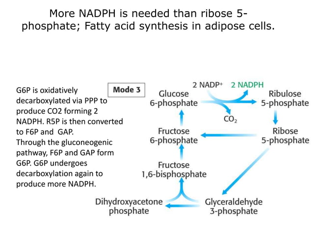 Hexose Monophosphate Shunt Pathway - HMP Pathway | PPT | Endocrine and ...