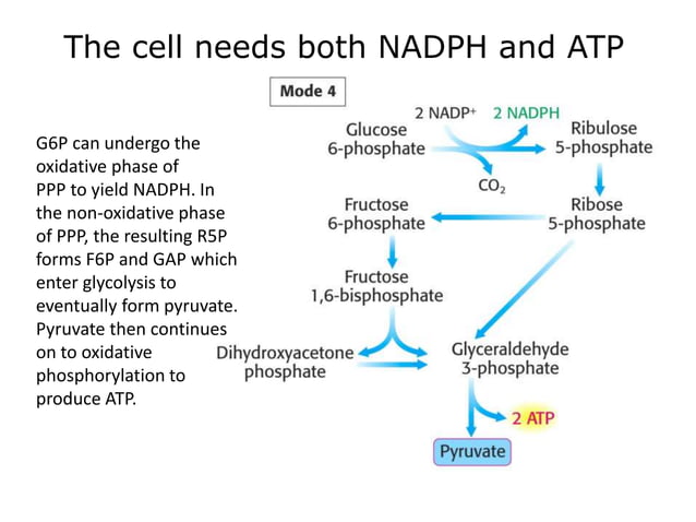 Hexose Monophosphate Shunt Pathway - HMP Pathway | PPT | Endocrine and ...