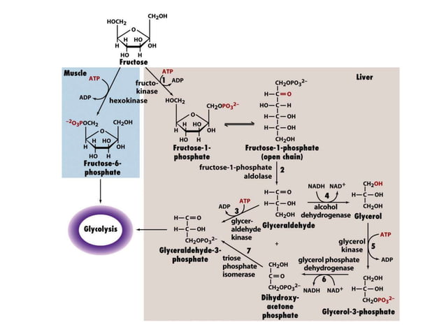 Hexose Monophosphate Shunt Pathway - HMP Pathway | PPT | Endocrine and ...