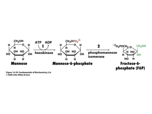 Hexose Monophosphate Shunt Pathway - HMP Pathway | PPT | Endocrine and ...