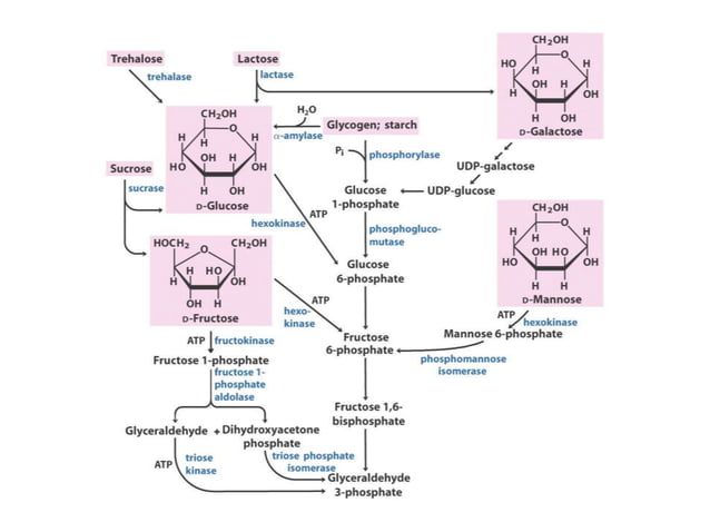 Hexose Monophosphate Shunt Pathway - HMP Pathway | PPT | Endocrine and ...