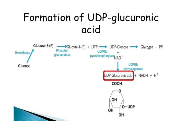 Hexose Monophosphate Shunt Pathway - HMP Pathway | PPT | Endocrine and ...