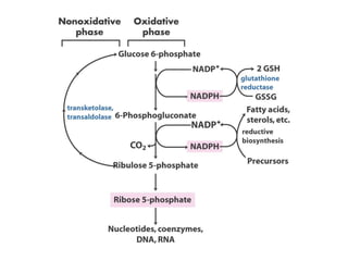 Hexose Monophosphate Shunt Pathway - HMP Pathway | PPT
