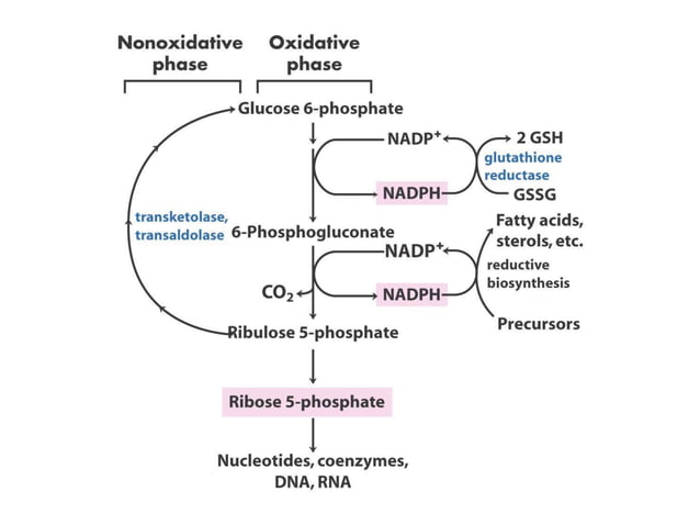Hexose Monophosphate Shunt Pathway - HMP Pathway | PPT | Endocrine and ...