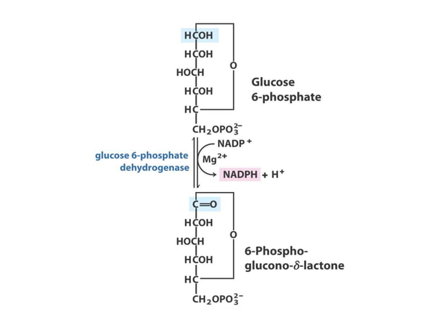 Hexose Monophosphate Shunt Pathway - HMP Pathway | PPT | Endocrine and ...