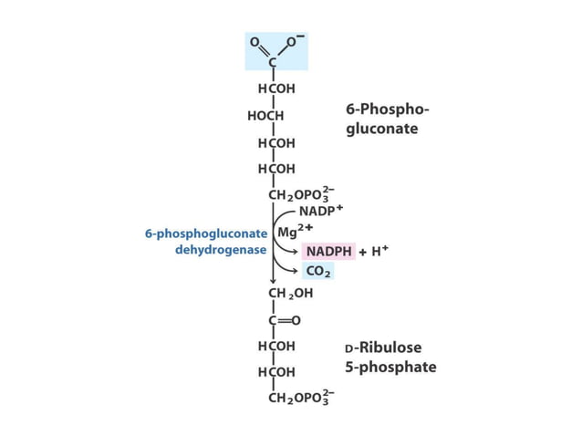Hexose Monophosphate Shunt Pathway - HMP Pathway | PPT | Endocrine and ...