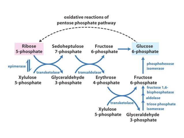 Hexose Monophosphate Shunt Pathway - HMP Pathway