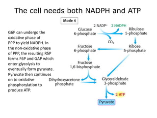 Hmp Shunt Nonoxidative
