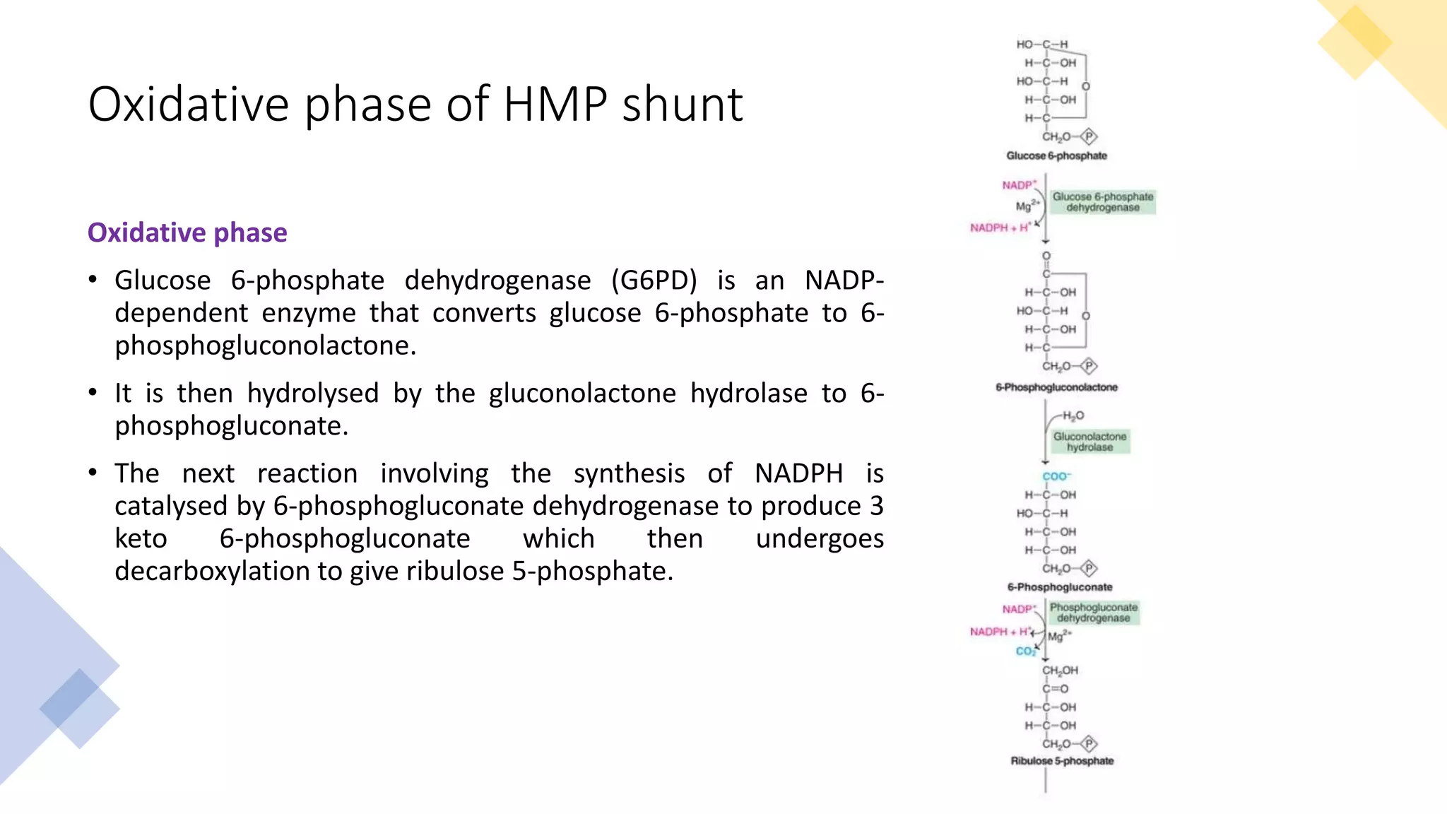 Hmp pathway | PPT