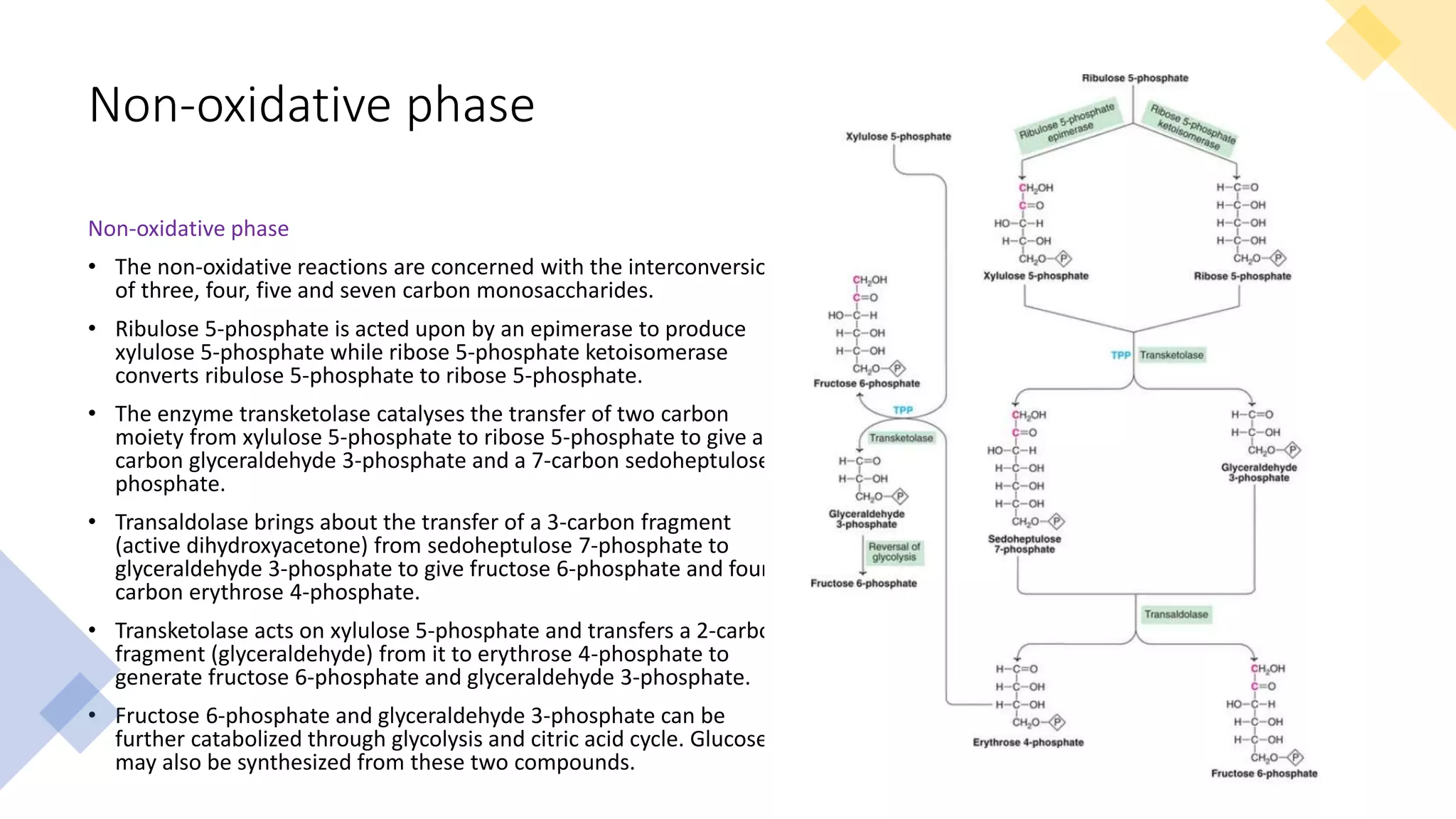 Hmp pathway | PPTX