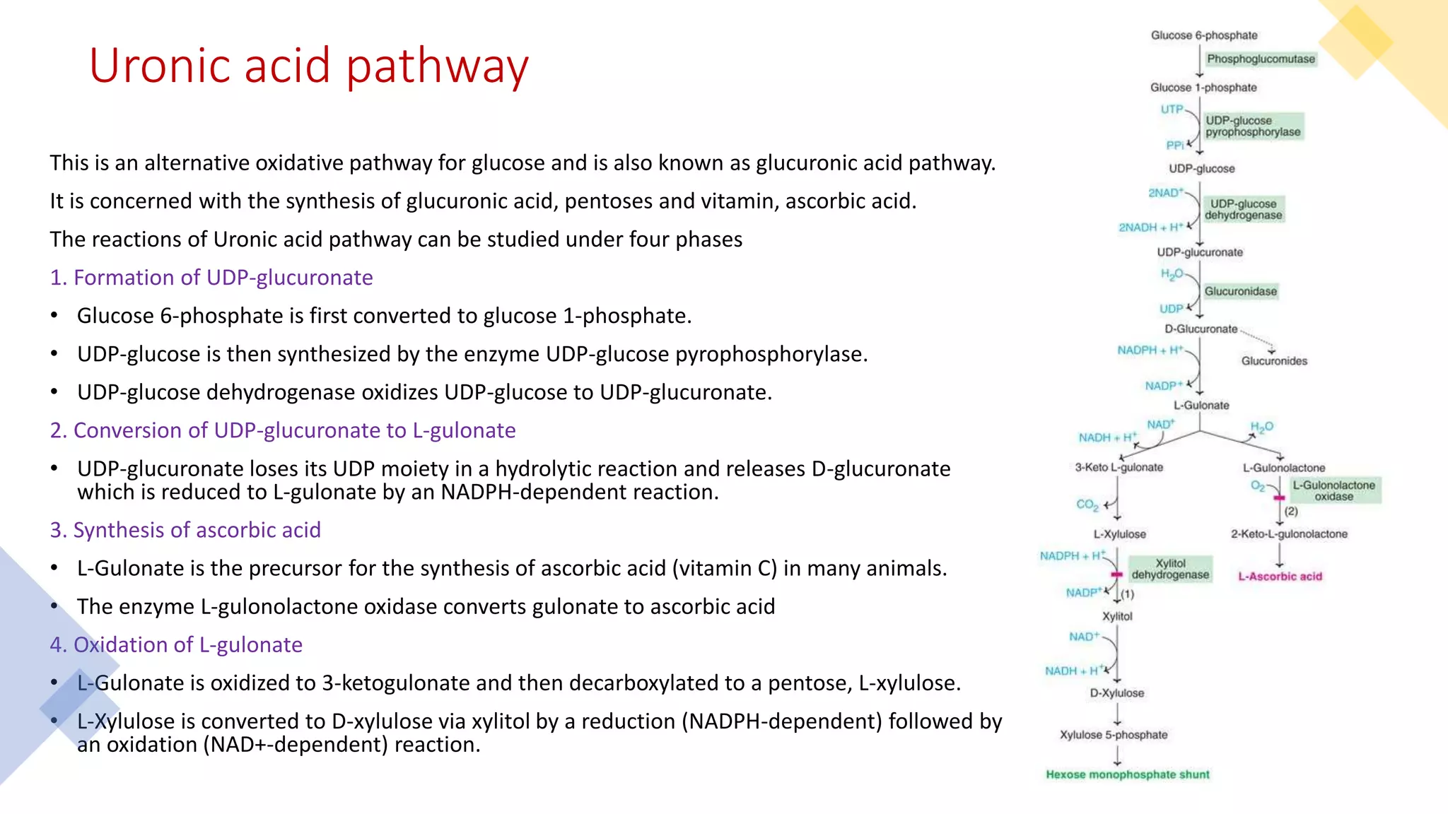 Hmp pathway | PPTX