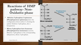 HMP Pathway- A Quick Revision | PPTX