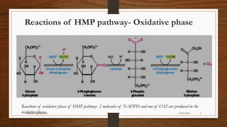 HMP Pathway- A Quick Revision | PPTX