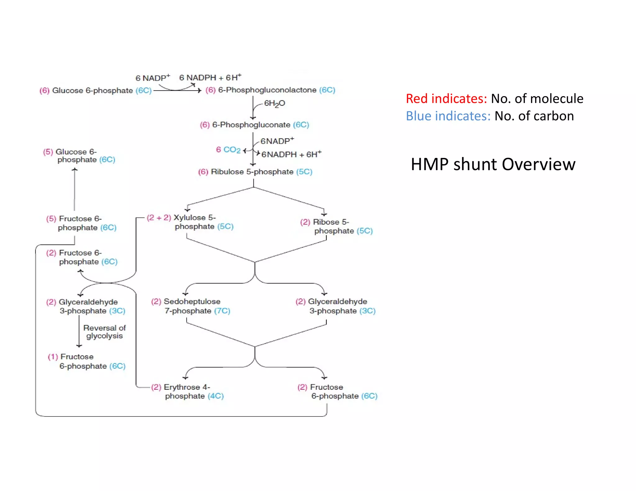HMP Shunt | Hexose Monophosphate Pathway | Pentose Phosphate Pathway | Phosphogluconate Pathway ...