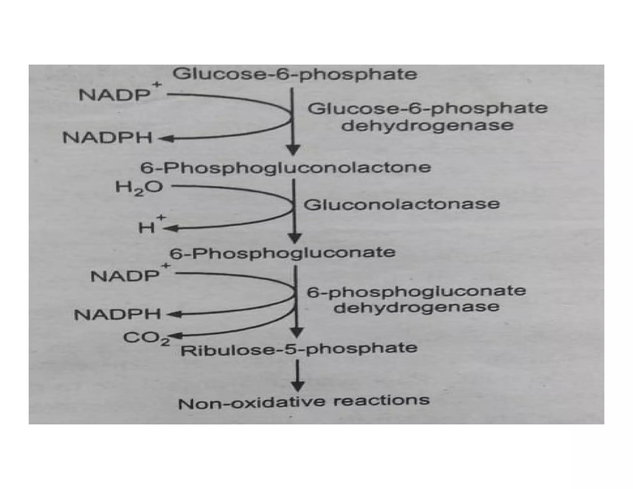 HMP Shunt | Hexose Monophosphate Pathway | Pentose Phosphate Pathway ...