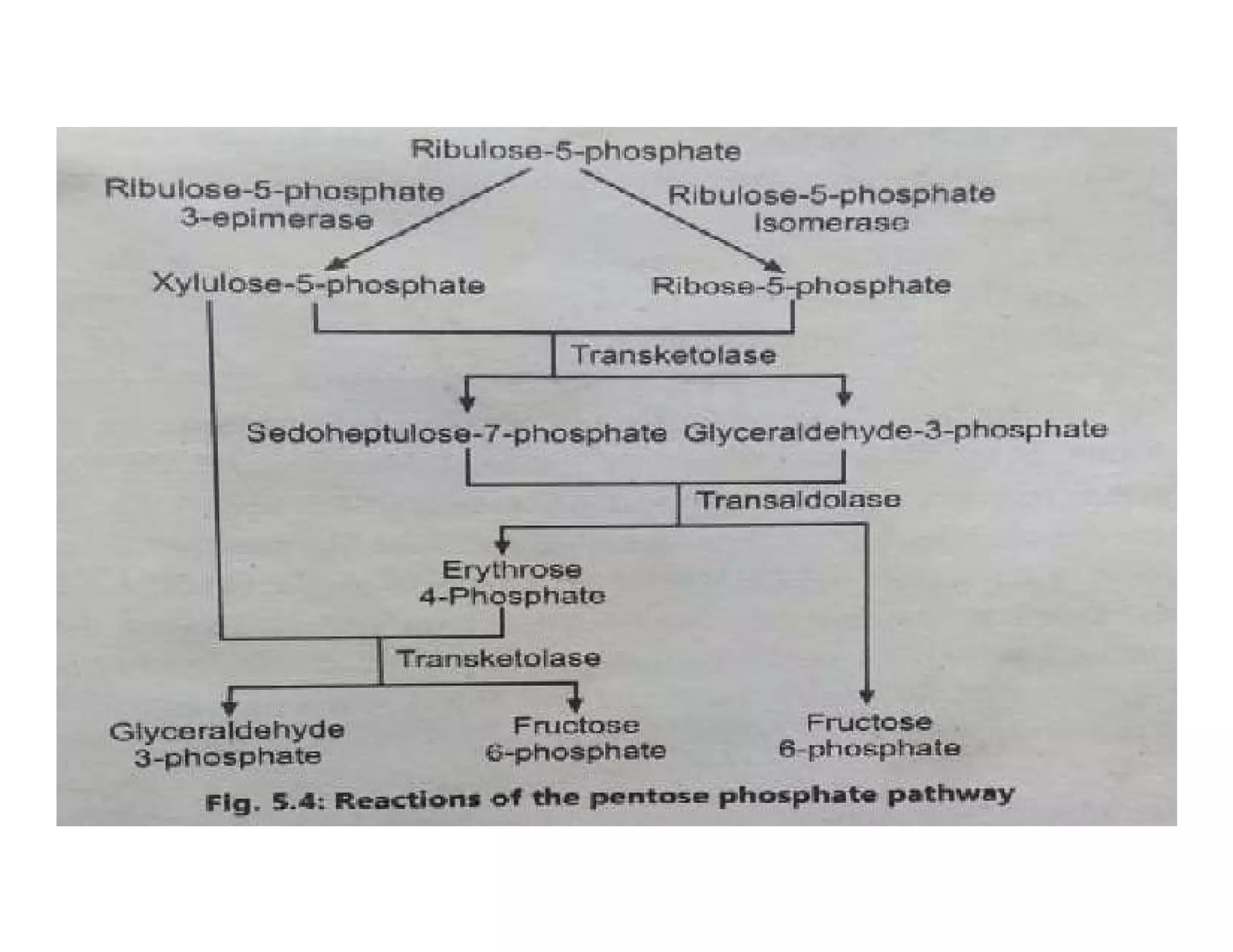 HMP Shunt | Hexose Monophosphate Pathway | Pentose Phosphate Pathway ...