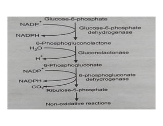 HMP Shunt | Hexose Monophosphate Pathway | Pentose Phosphate Pathway | Phosphogluconate Pathway ...