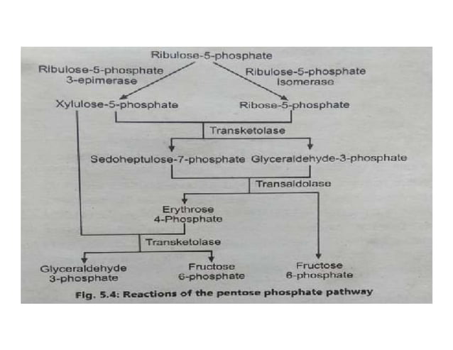 HMP Shunt | Hexose Monophosphate Pathway | Pentose Phosphate Pathway ...