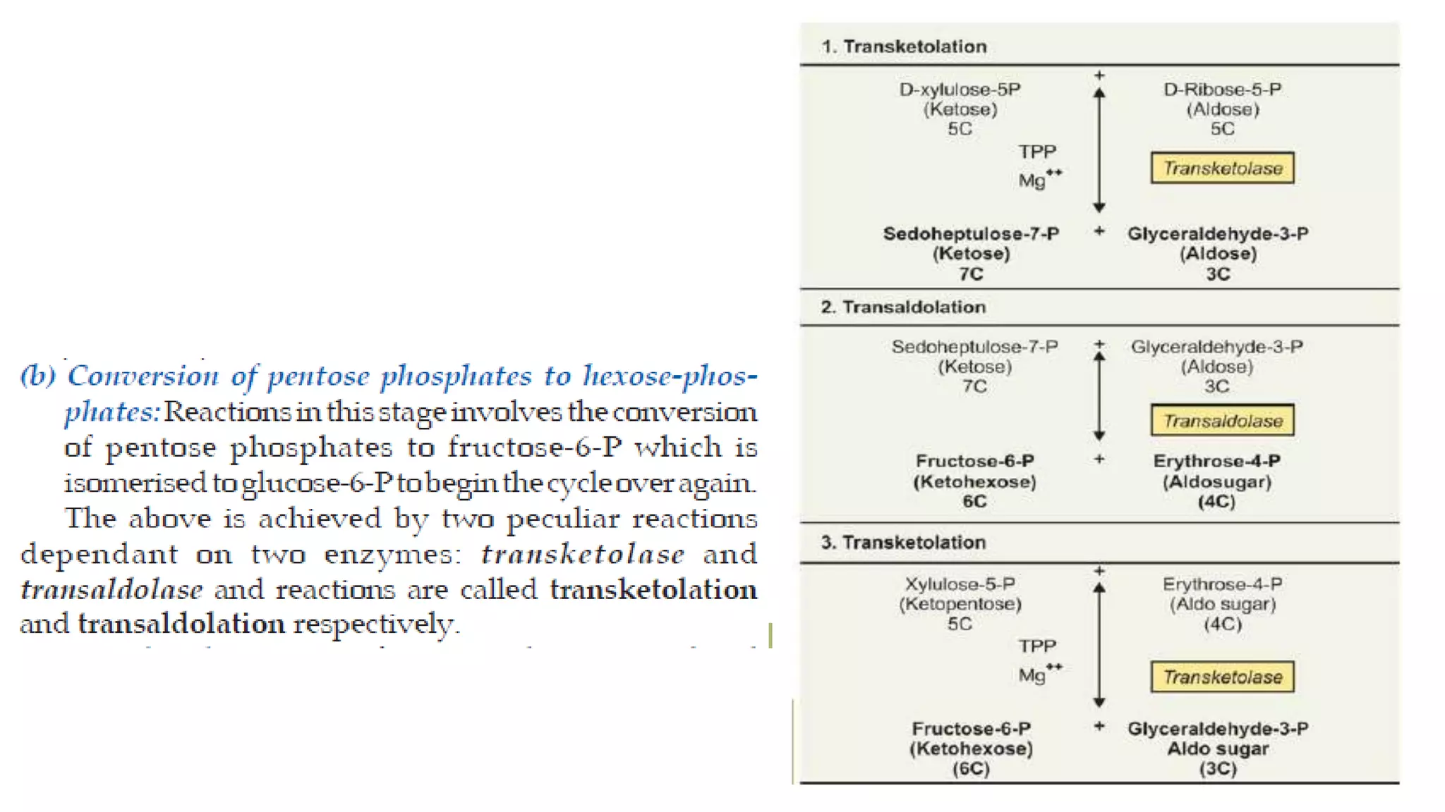 Pentose Phosphate Pathway, hmp Shunt | PPTX