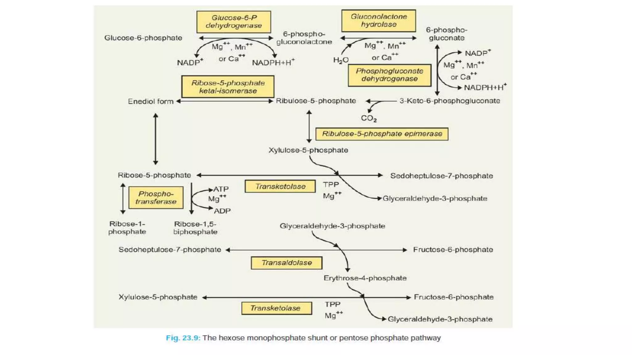 Pentose Phosphate Pathway, hmp Shunt | PPTX