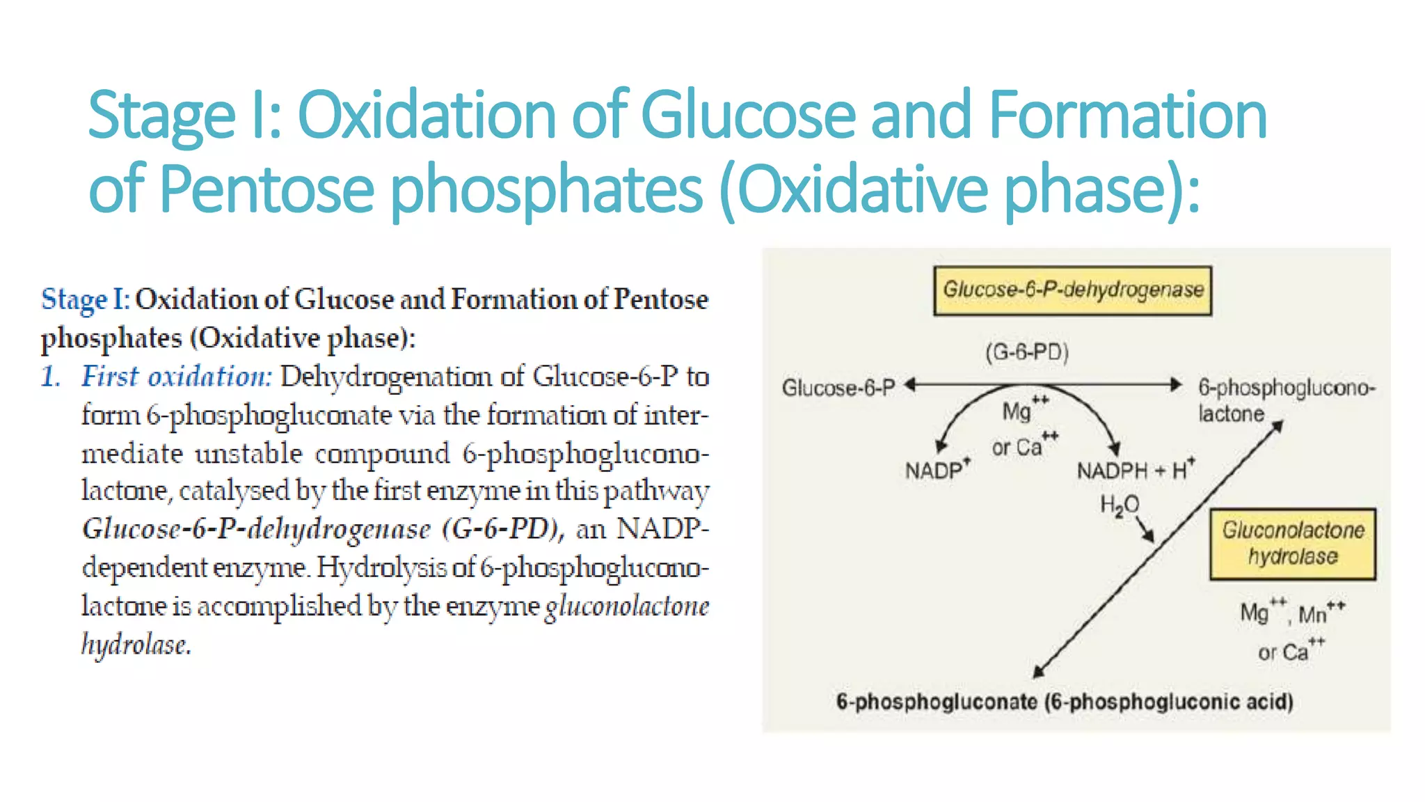 Pentose Phosphate Pathway, hmp Shunt | PPTX