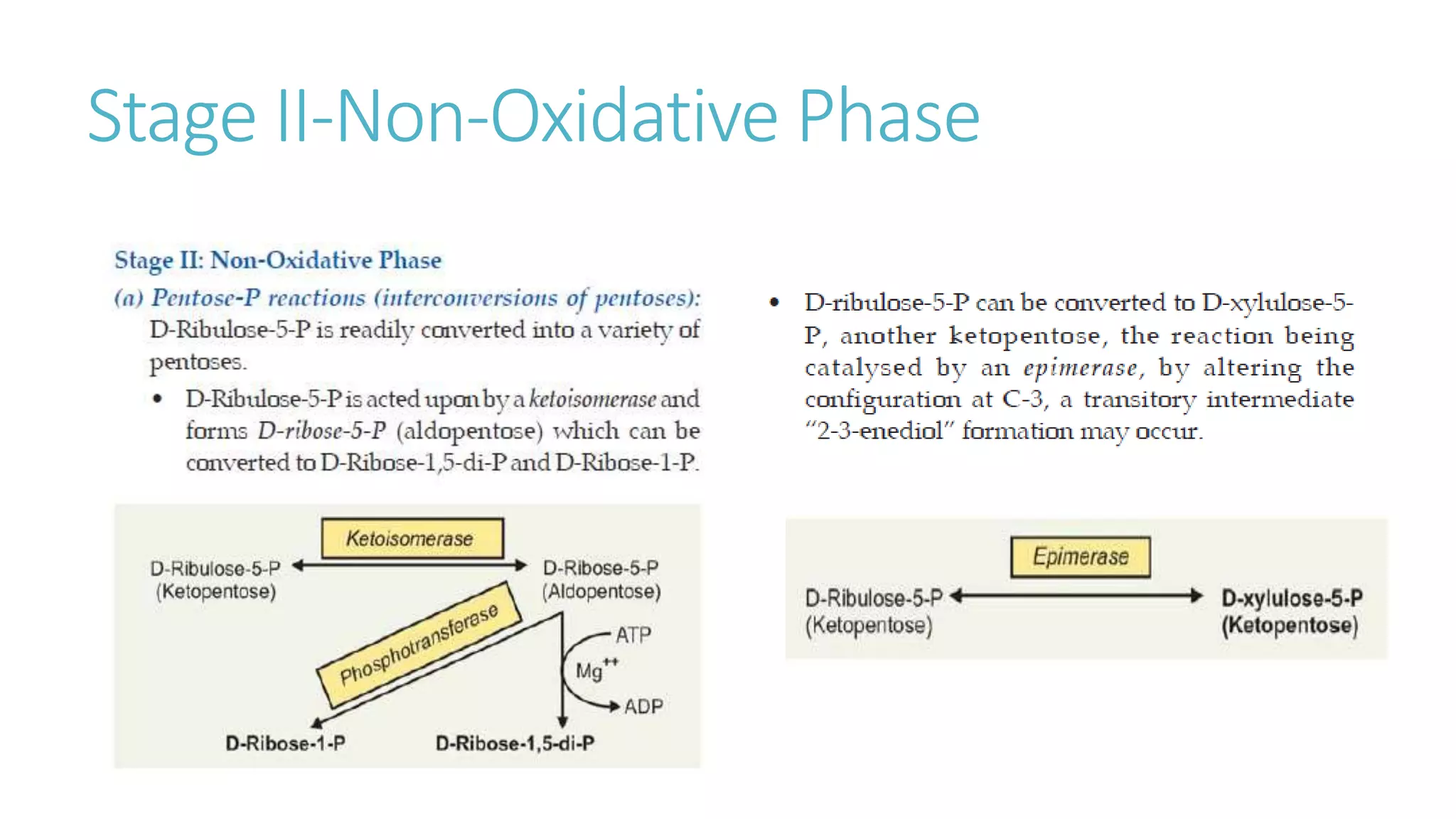 Pentose Phosphate Pathway, hmp Shunt | PPTX