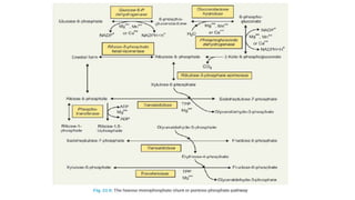 Pentose Phosphate Pathway, hmp Shunt | PPTX