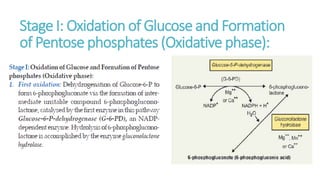 Pentose Phosphate Pathway, hmp Shunt | PPTX