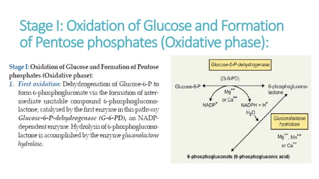 Pentose Phosphate Pathway, hmp Shunt | PPTX