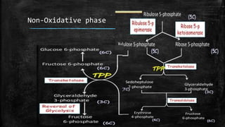 HMP SHUNT(HEXOSE MONOPHOSEPHATE PATHWAY) | PPTX