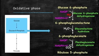 HMP SHUNT(HEXOSE MONOPHOSEPHATE PATHWAY) | PPTX