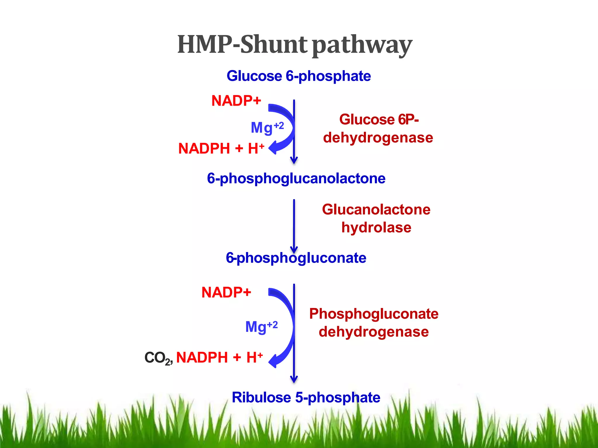 Hmp shunt pathway | PPTX